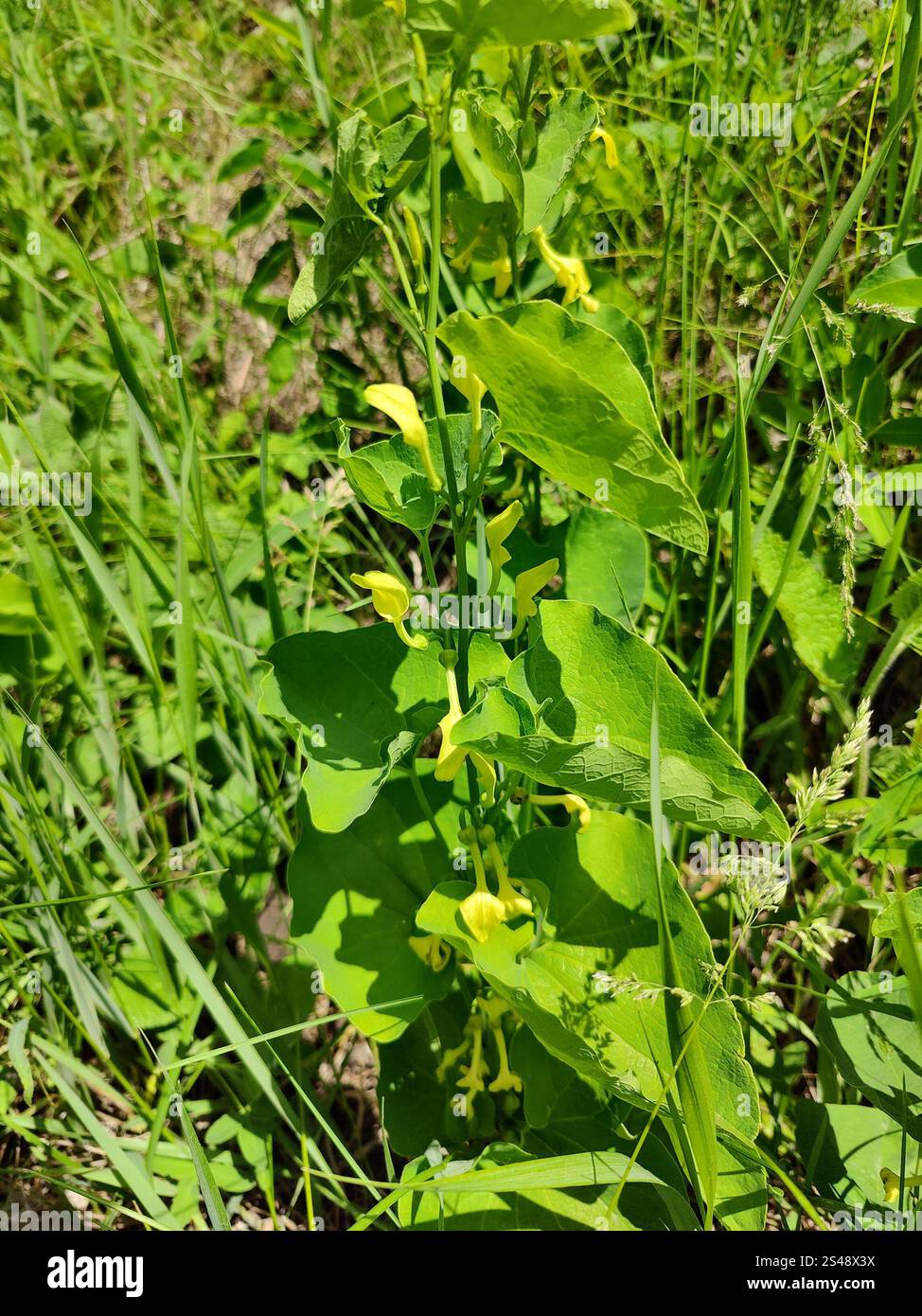 Birthwort (Aristolochia clematitis Stock Photo - Alamy