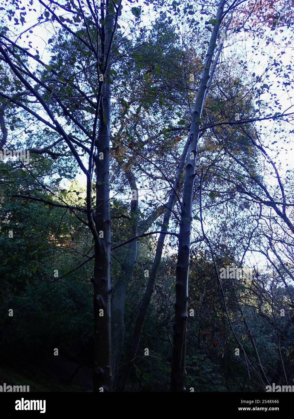 white alder (Alnus rhombifolia Stock Photo - Alamy