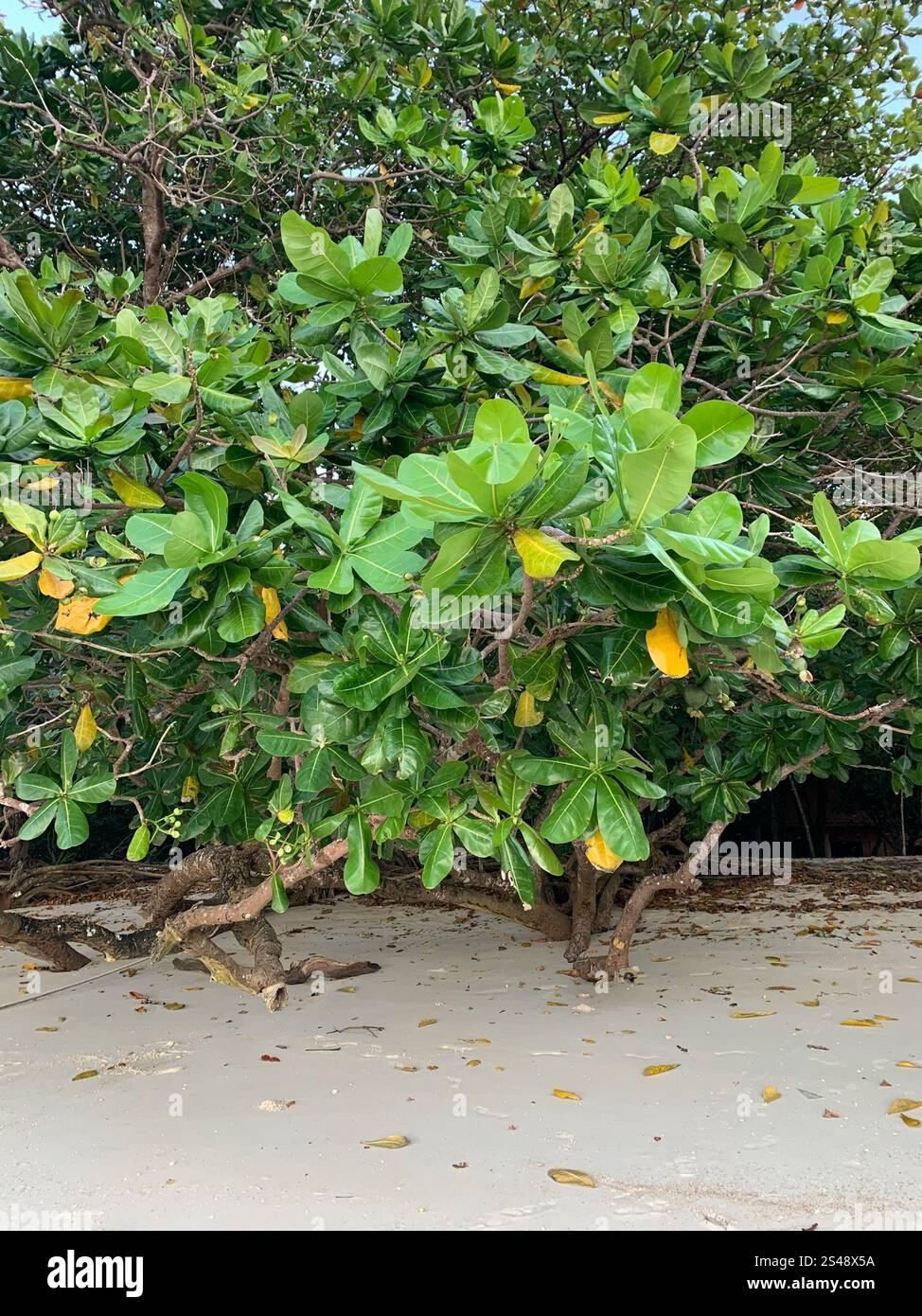 Fish Poison Tree (Barringtonia asiatica Stock Photo - Alamy