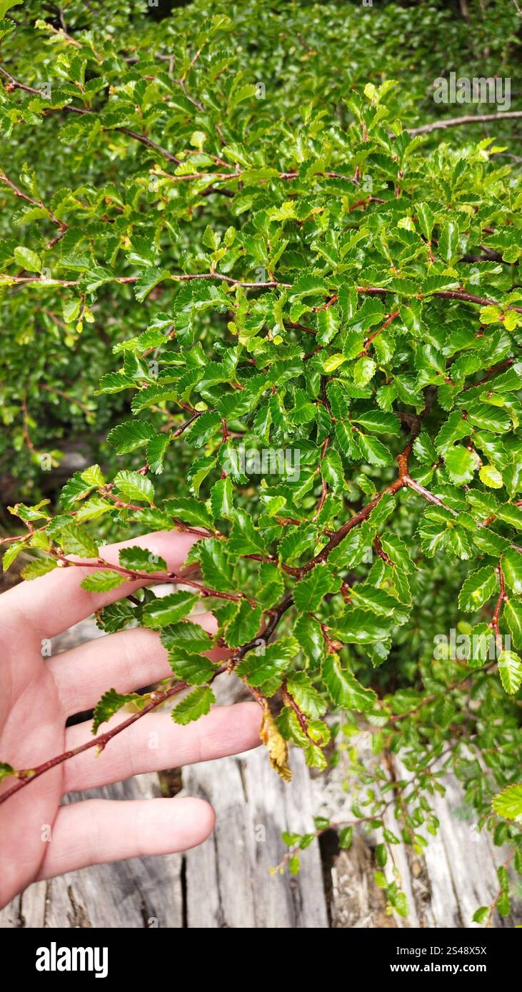 Lenga Beech (Nothofagus pumilio Stock Photo - Alamy