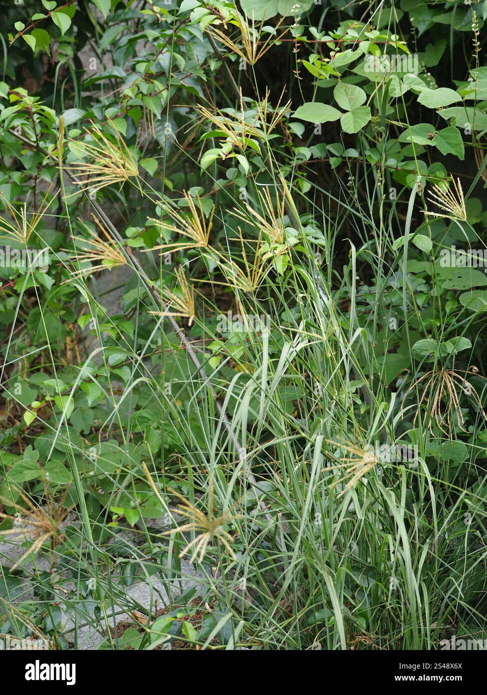 Rhodes Grass (Chloris gayana Stock Photo - Alamy