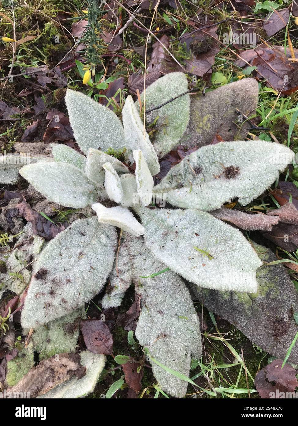 great mullein (Verbascum thapsus Stock Photo - Alamy
