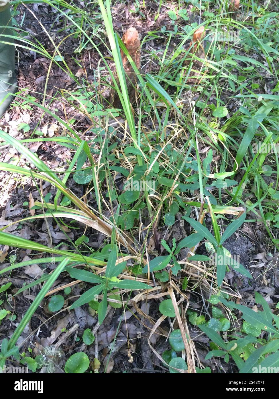 hop sedge (Carex lupulina Stock Photo - Alamy