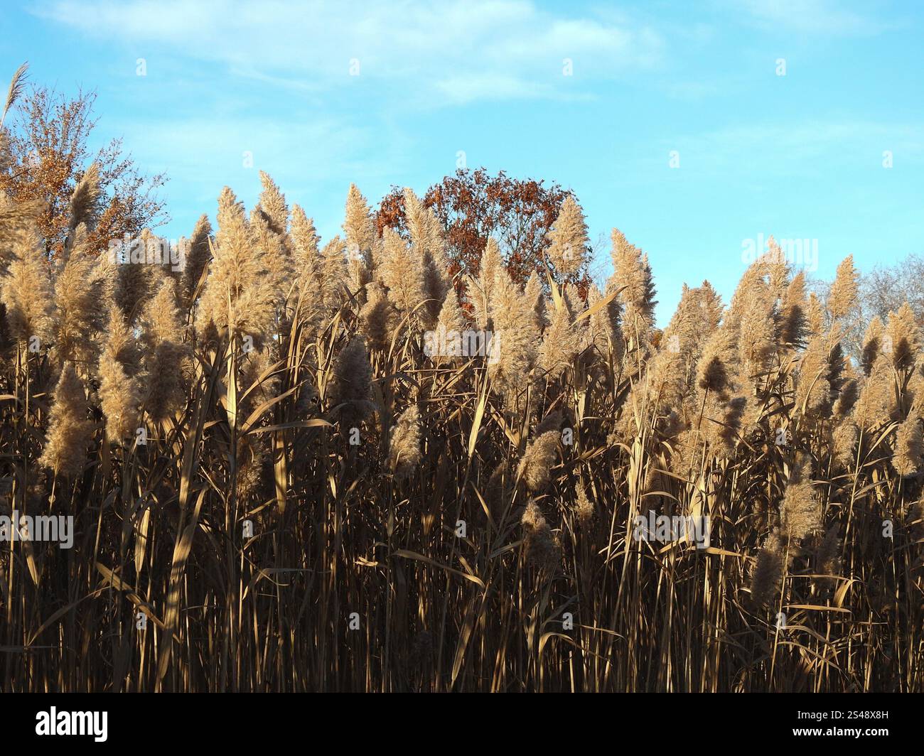 common reed (Phragmites australis Stock Photo - Alamy