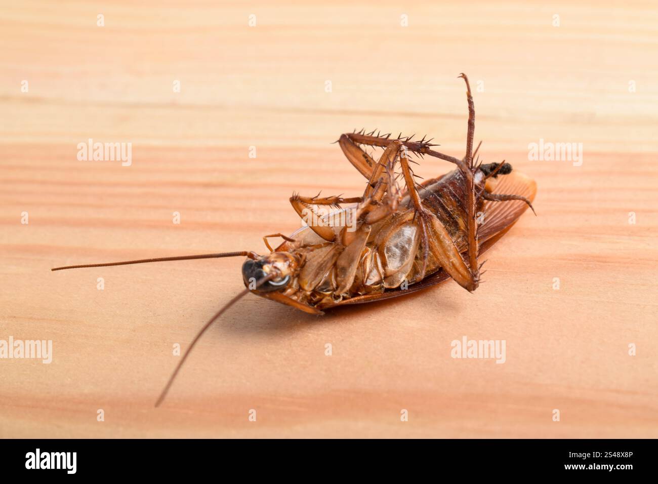 Dead body on floor hi-res stock photography and images - Alamy
