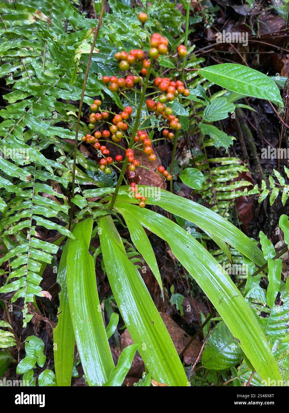 palmita (Xiphidium caeruleum Stock Photo - Alamy