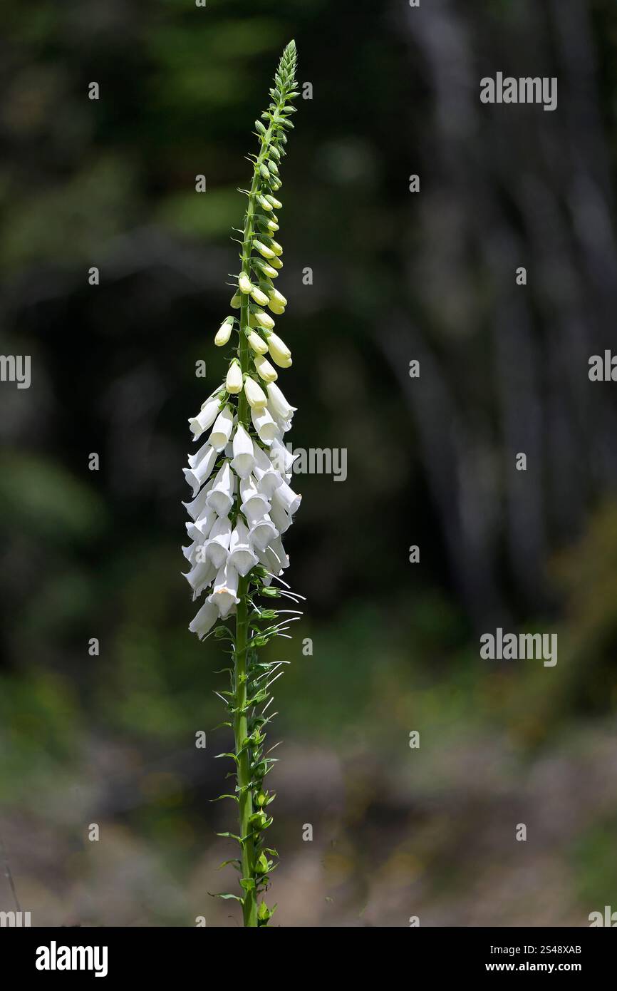 flora and fauna in southern Chile, near Puerto Varas and Frutillar ...