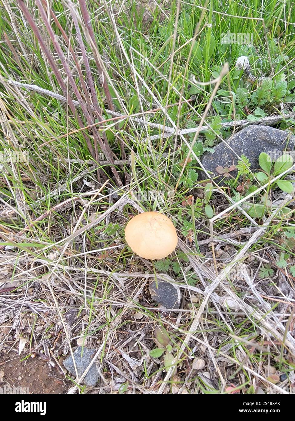 Common Fieldcap (Agrocybe pediades Stock Photo - Alamy