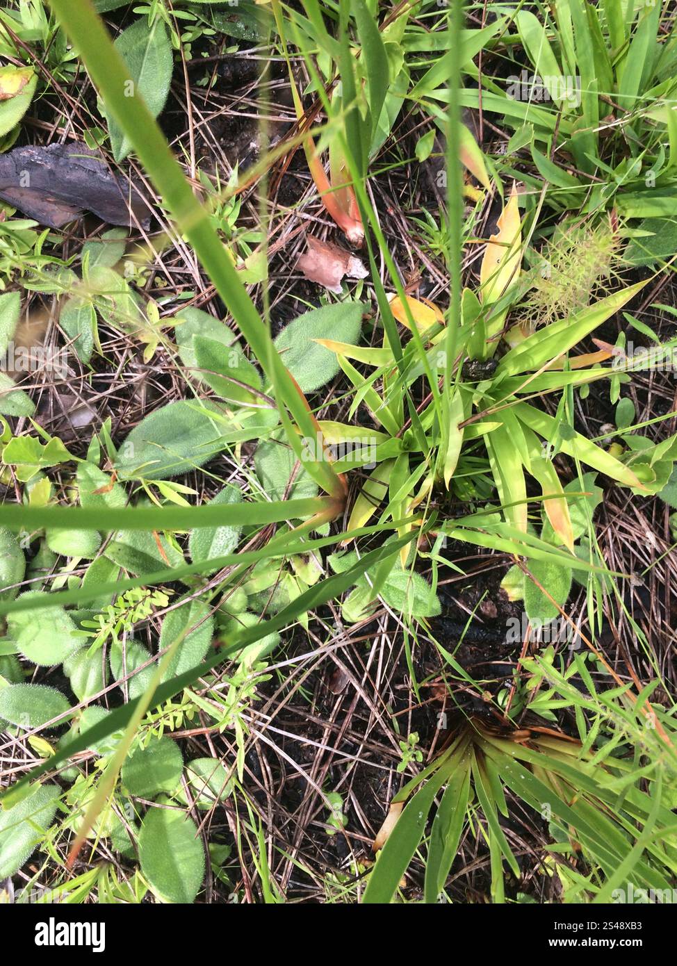 Carolina Yellow-eyed Grass (Xyris caroliniana Stock Photo - Alamy