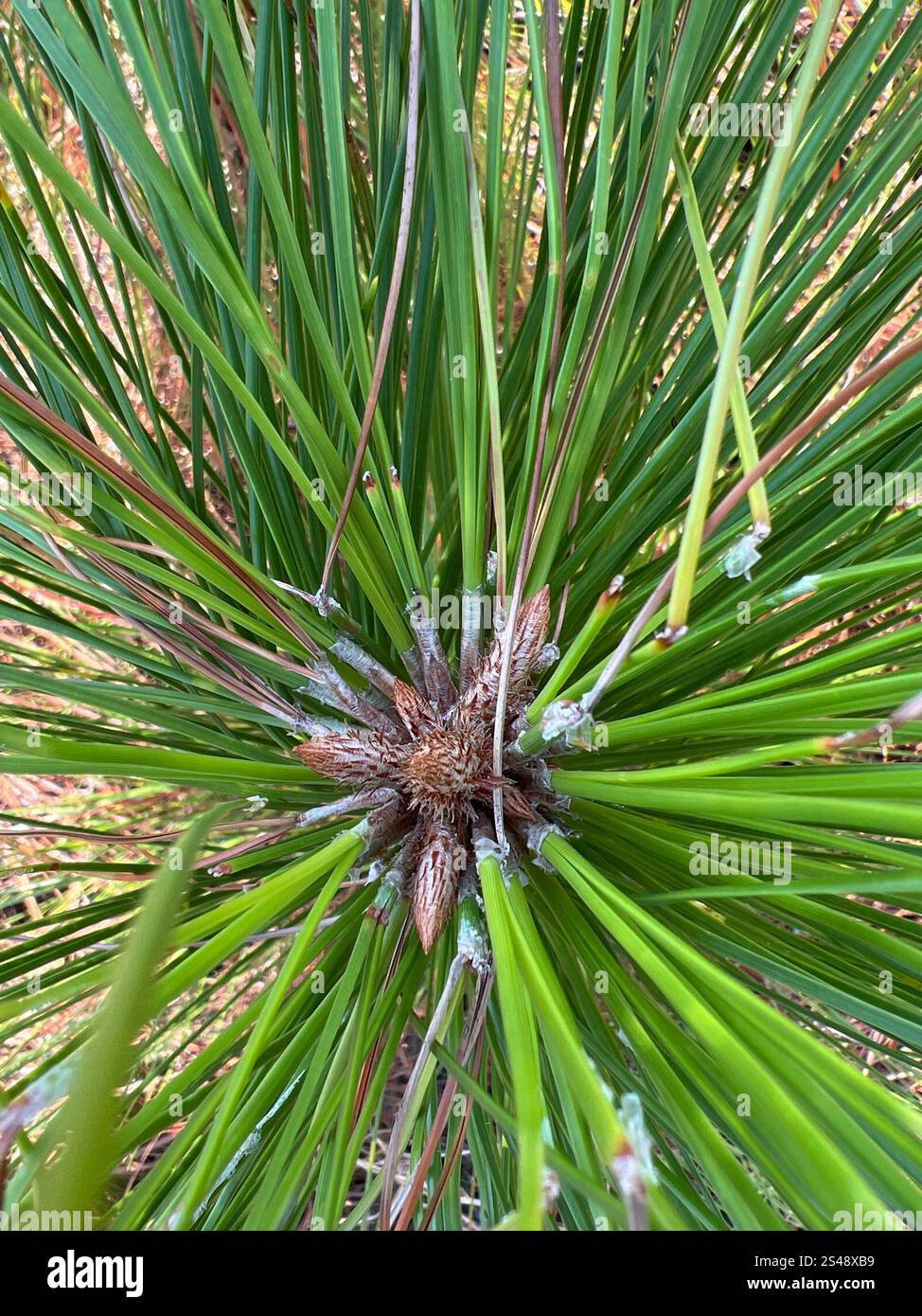 slash pine (Pinus elliottii Stock Photo - Alamy