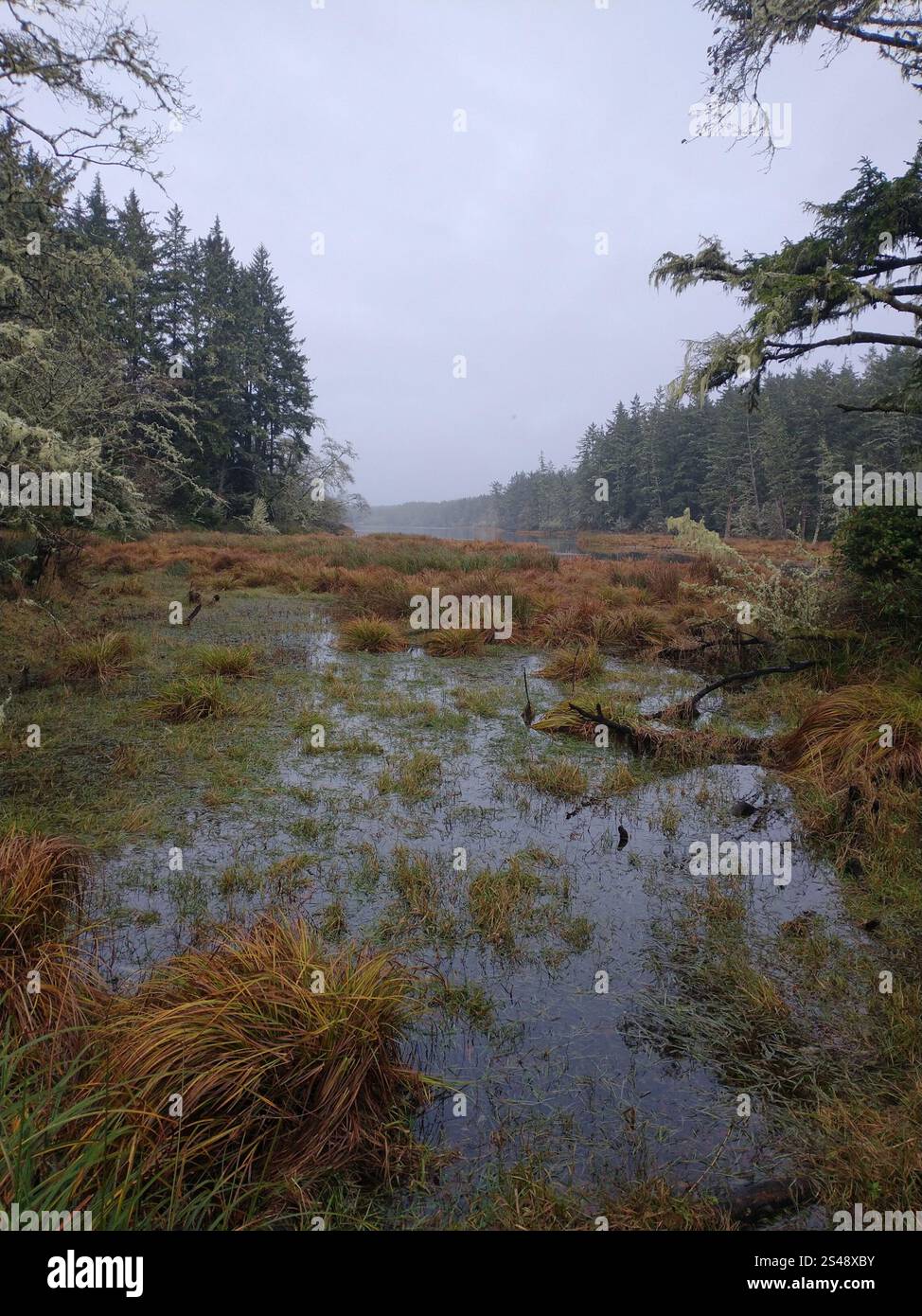 Sitka spruce (Picea sitchensis Stock Photo - Alamy