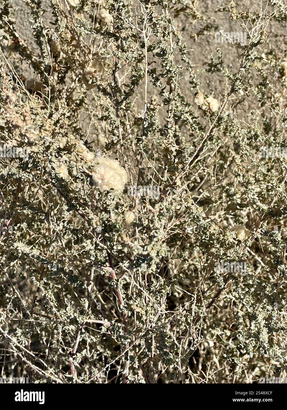 Saltbush Woolly Stem Gall Midge (Asphondylia floccosa Stock Photo - Alamy