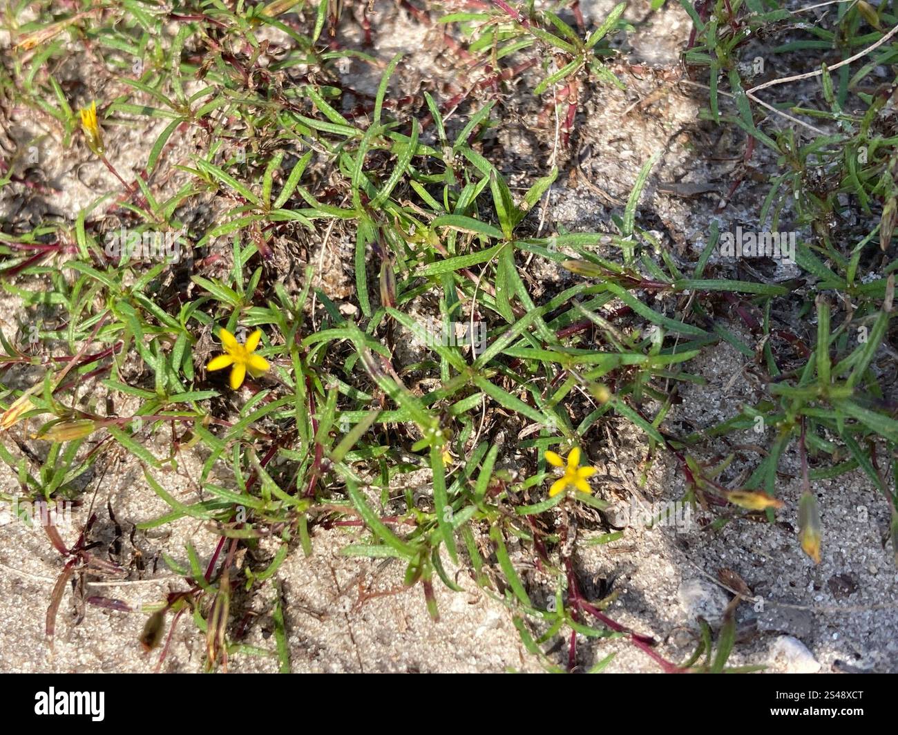 Sanddune Chinchweed (Pectis glaucescens Stock Photo - Alamy