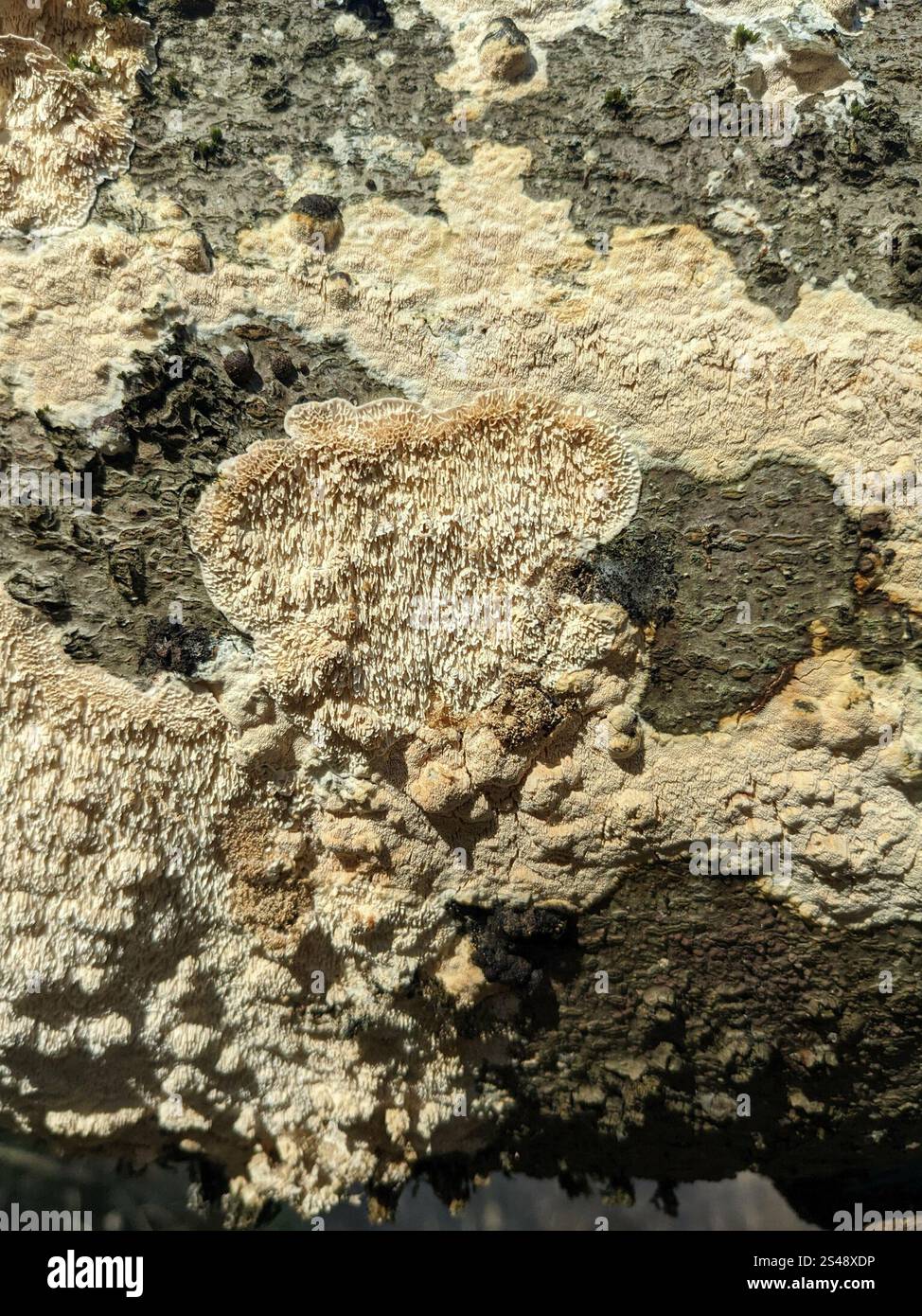 Milk-white Toothed Polypore (Irpex lacteus Stock Photo - Alamy