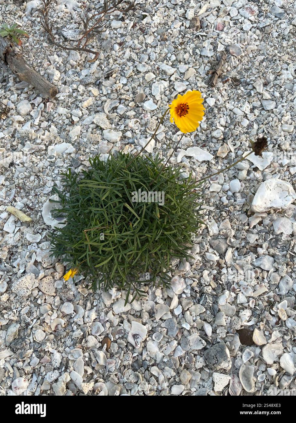 stiff greenthread (Thelesperma filifolium Stock Photo - Alamy