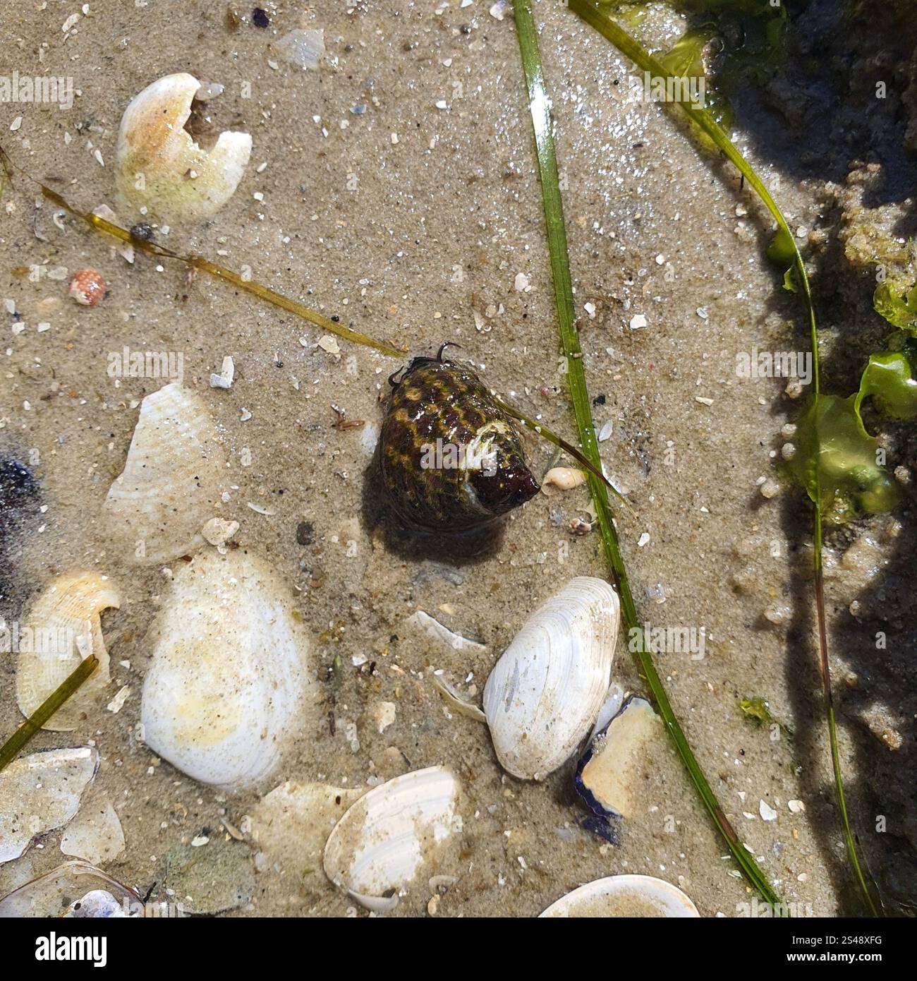 Zebra Top Snail (Austrocochlea porcata Stock Photo - Alamy