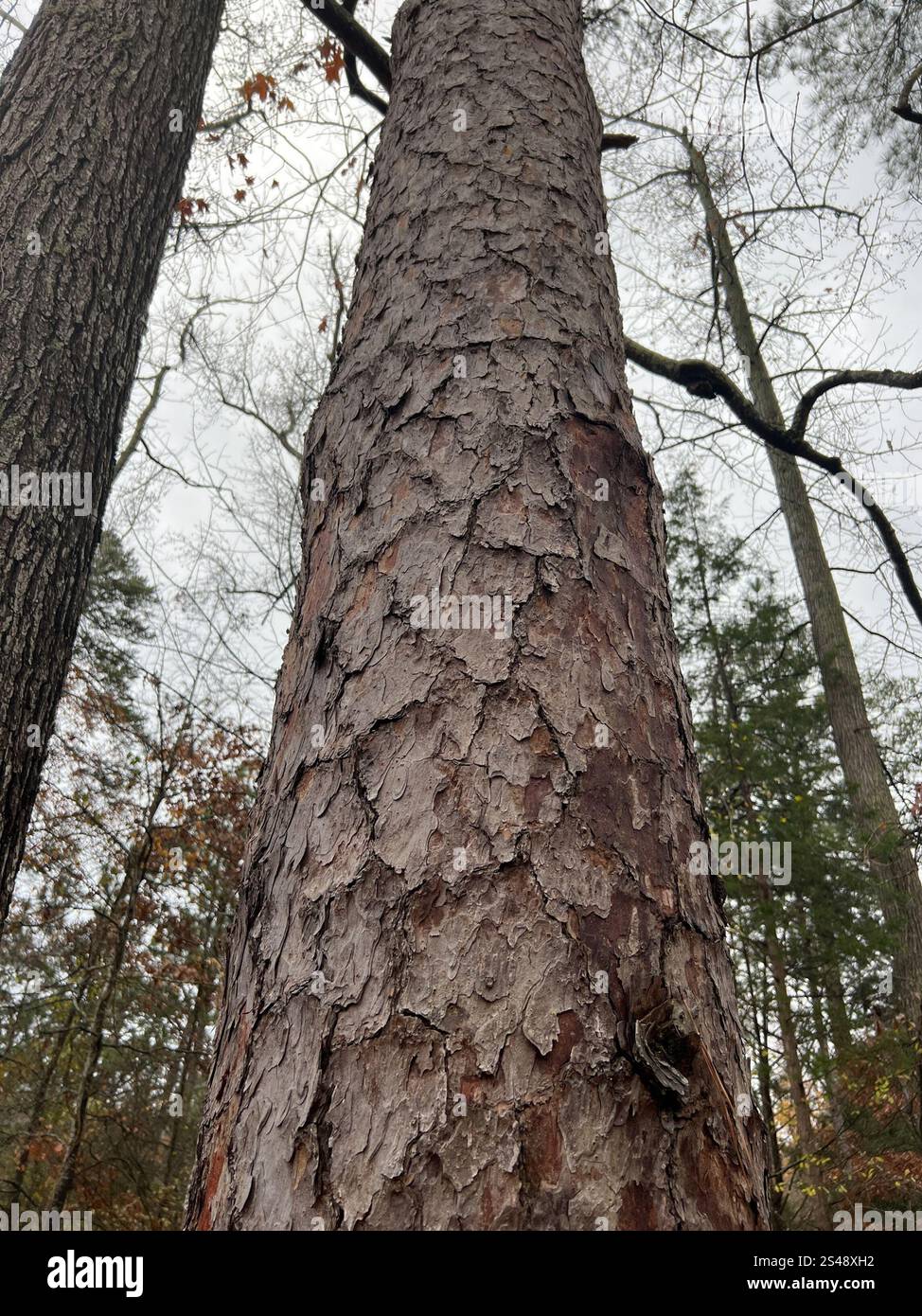 shortleaf pine (Pinus echinata Stock Photo - Alamy