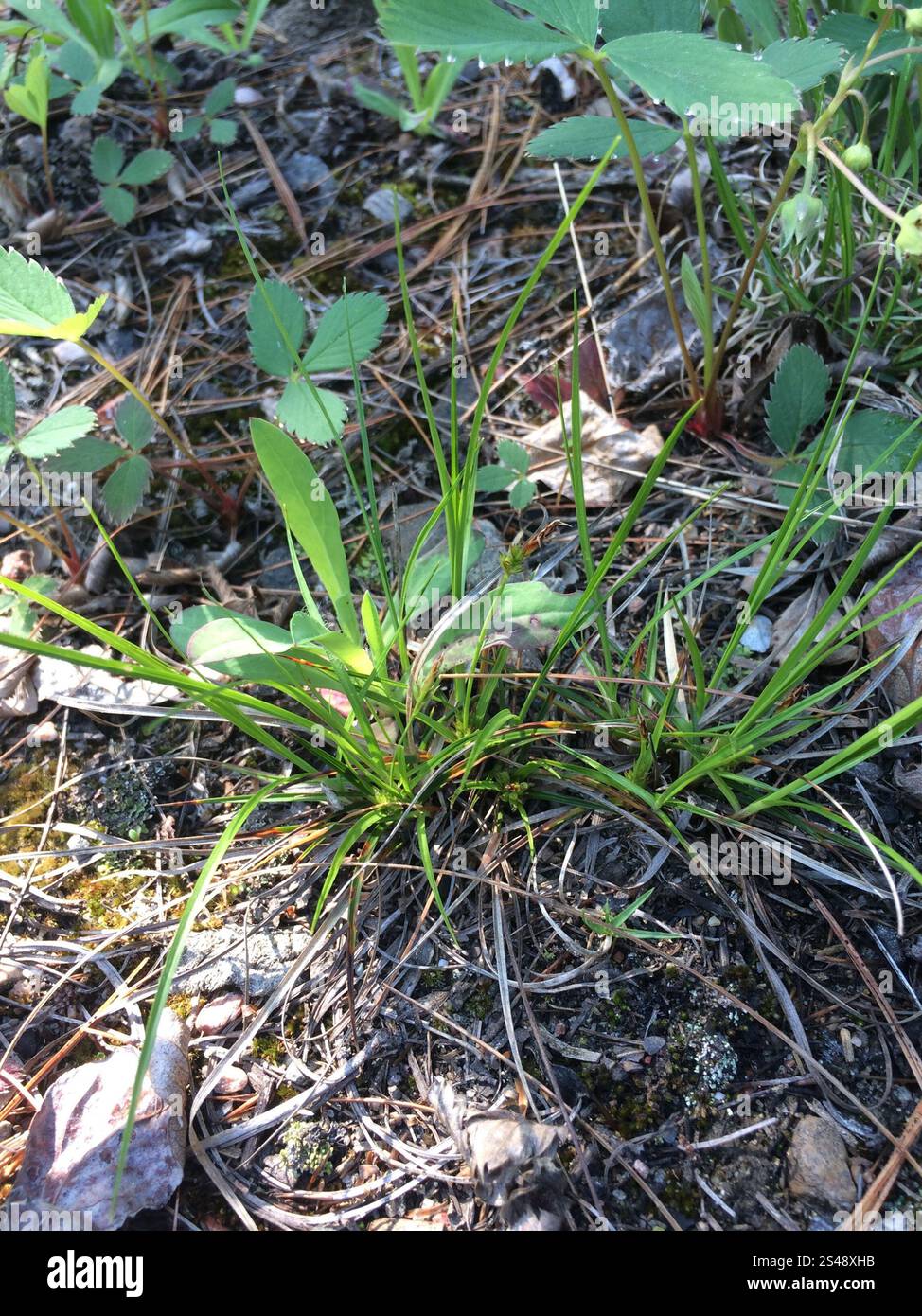 Umbel-like Sedge (Carex tonsa rugosperma Stock Photo - Alamy