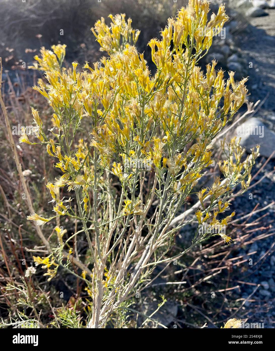 Black-banded Rabbitbrush (Ericameria paniculata Stock Photo - Alamy