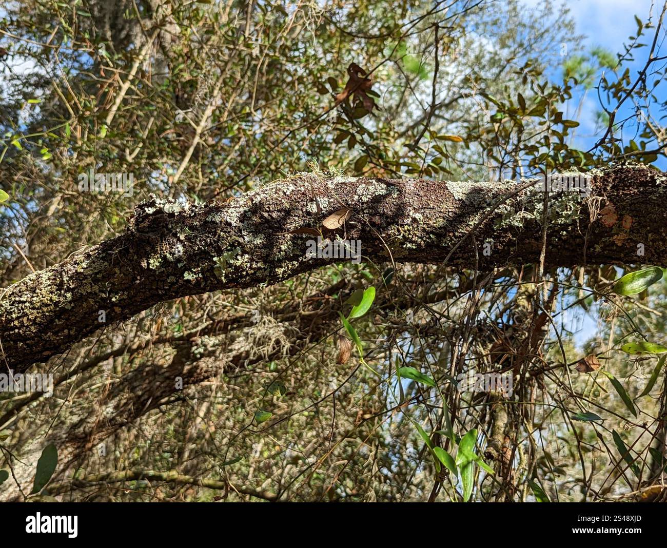 bluejack oak (Quercus incana Stock Photo - Alamy