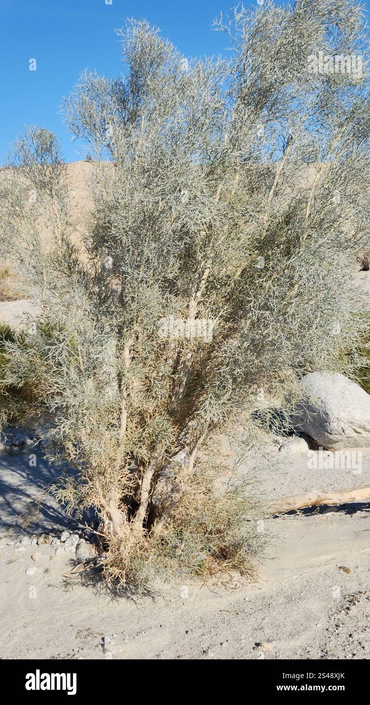 Smoke Tree (Psorothamnus spinosus Stock Photo - Alamy