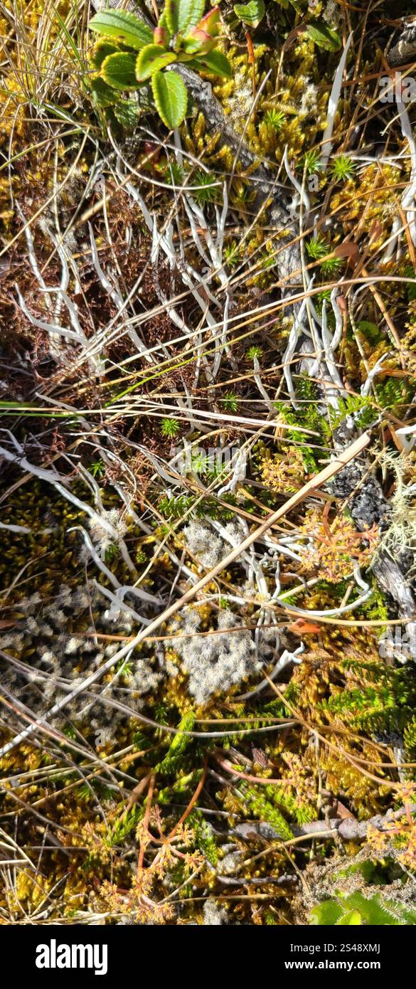 Whiteworm Lichen (Thamnolia vermicularis Stock Photo - Alamy