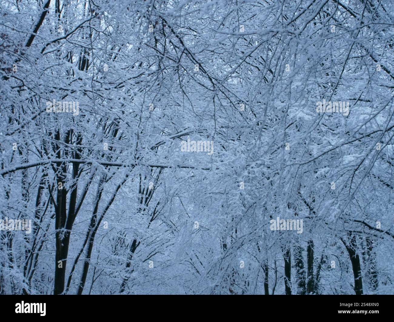 Snowy treetops at the Kottenforst forest in Bonn, Germany in January ...