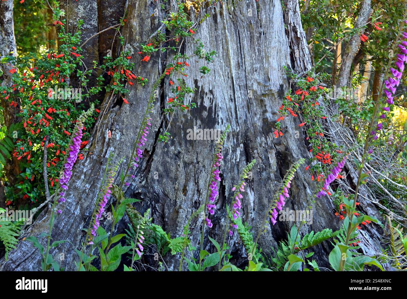 flora and fauna in southern Chile, near Puerto Varas and Frutillar ...