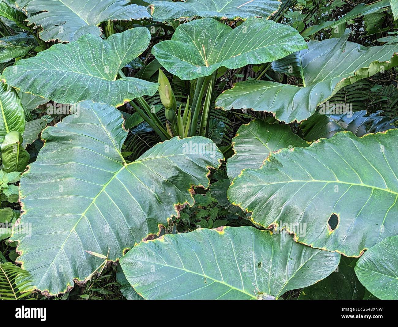 Arrowleaf Elephant's Ear (Xanthosoma sagittifolium Stock Photo - Alamy