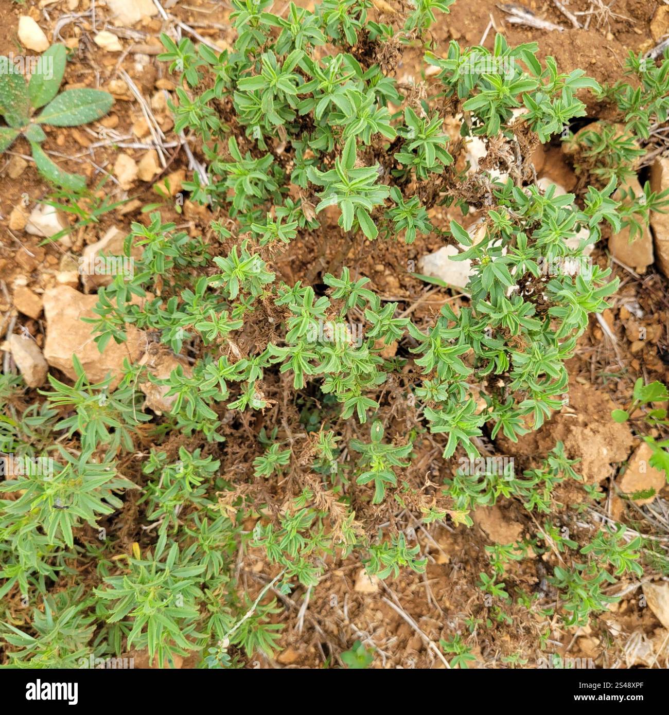 yellow restharrow (Ononis natrix Stock Photo - Alamy