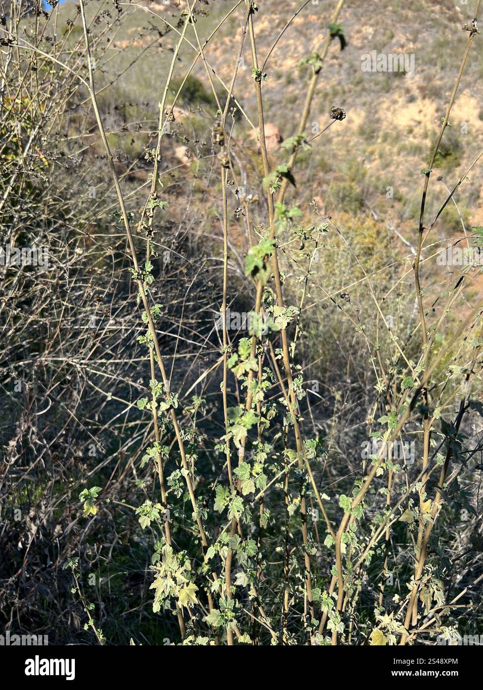 southern coastal bushmallow (Malacothamnus fasciculatus Stock Photo - Alamy