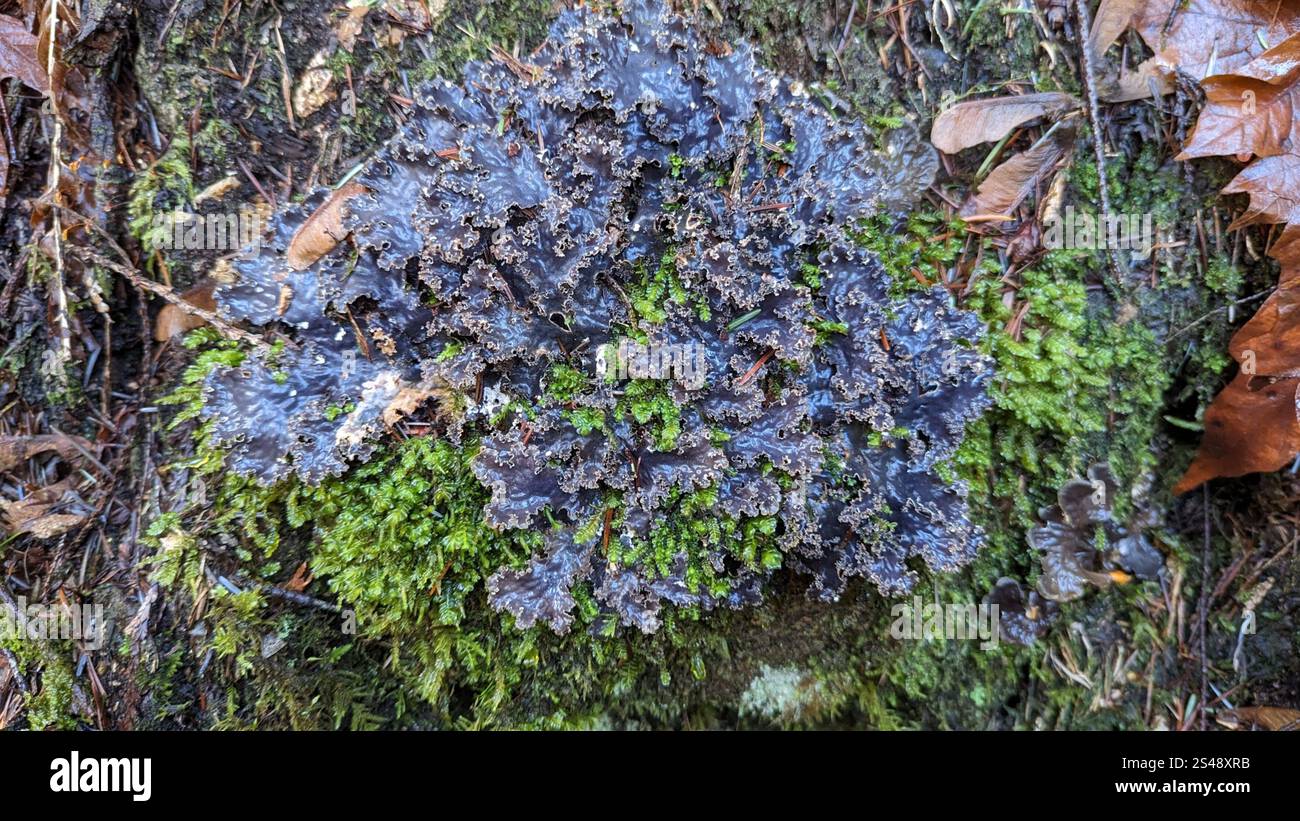 tree pelt lichen (Peltigera collina Stock Photo - Alamy