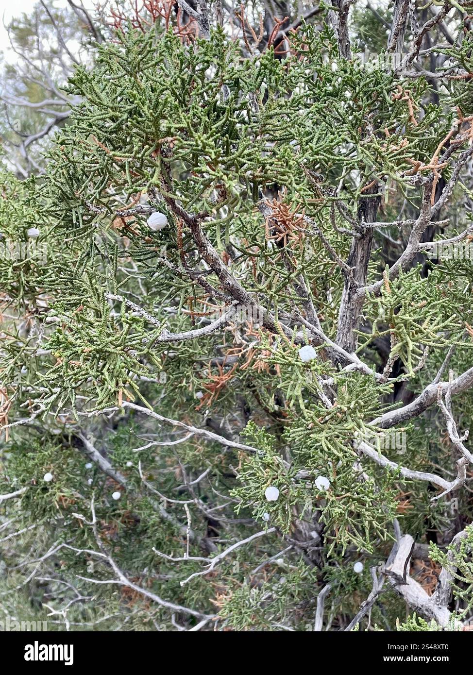 California juniper (Juniperus californica Stock Photo - Alamy