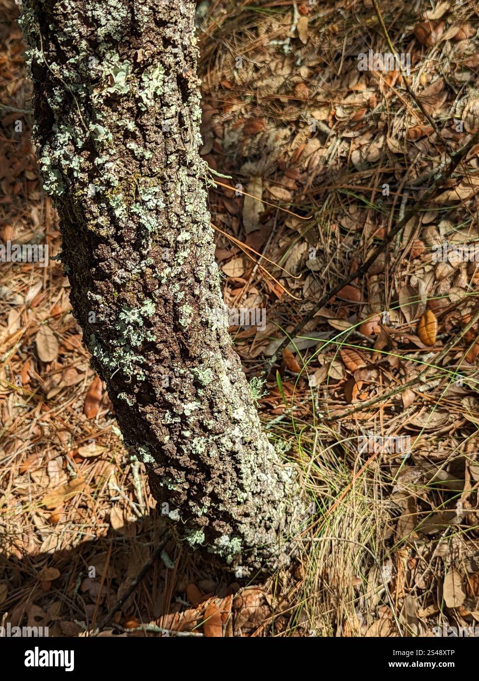 bluejack oak (Quercus incana Stock Photo - Alamy