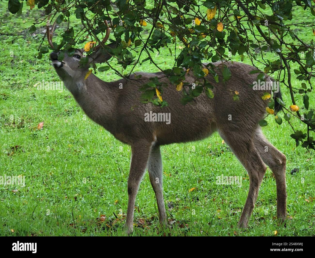 Columbian Black-tailed Deer (Odocoileus hemionus columbianus Stock ...