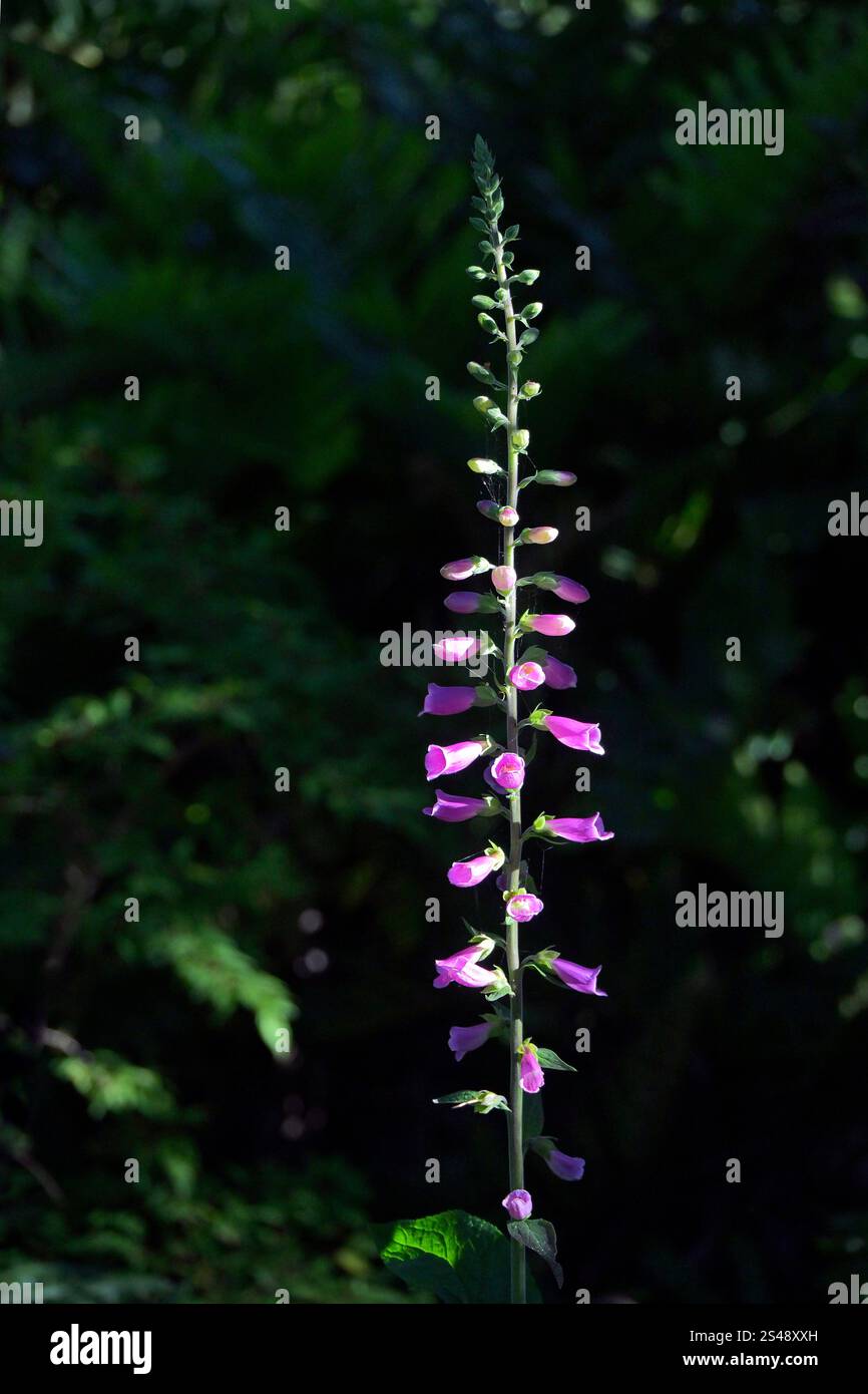 flora and fauna in southern Chile, near Puerto Varas and Frutillar ...