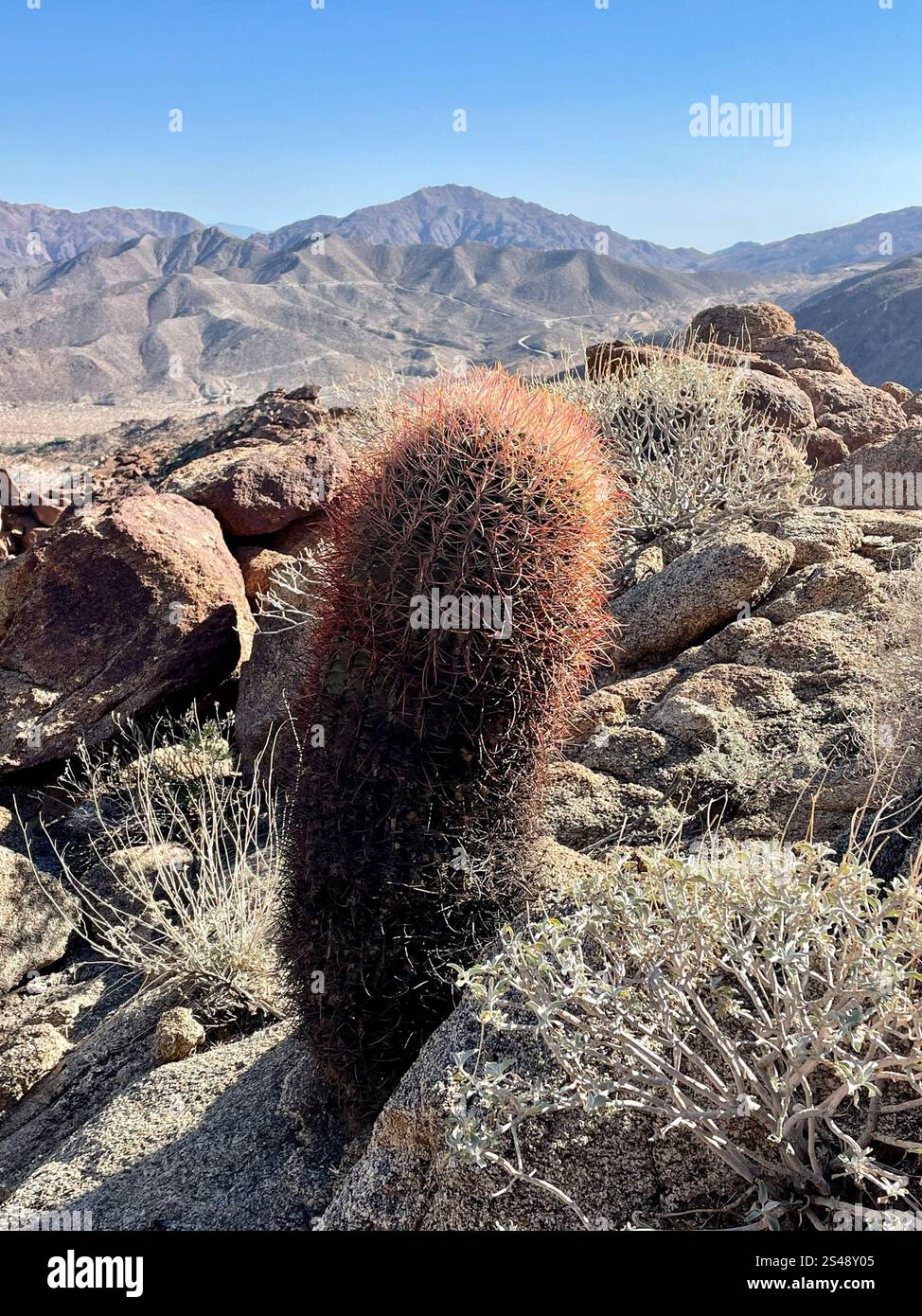 California Barrel Cactus (Ferocactus cylindraceus Stock Photo - Alamy