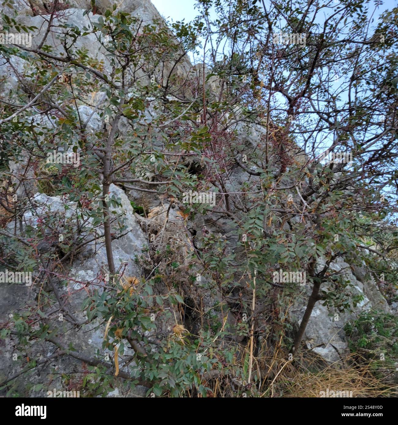 terebinth (Pistacia terebinthus Stock Photo - Alamy