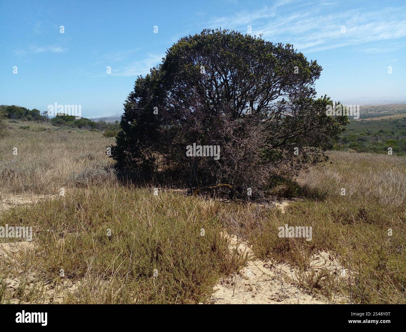 Dune Gwarrie (Euclea racemosa Stock Photo - Alamy