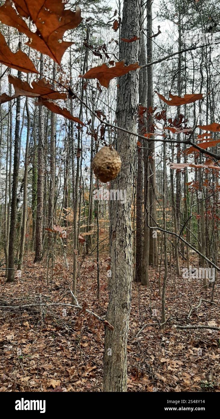 Spongy Oak Apple Gall Wasp (Amphibolips confluenta Stock Photo - Alamy