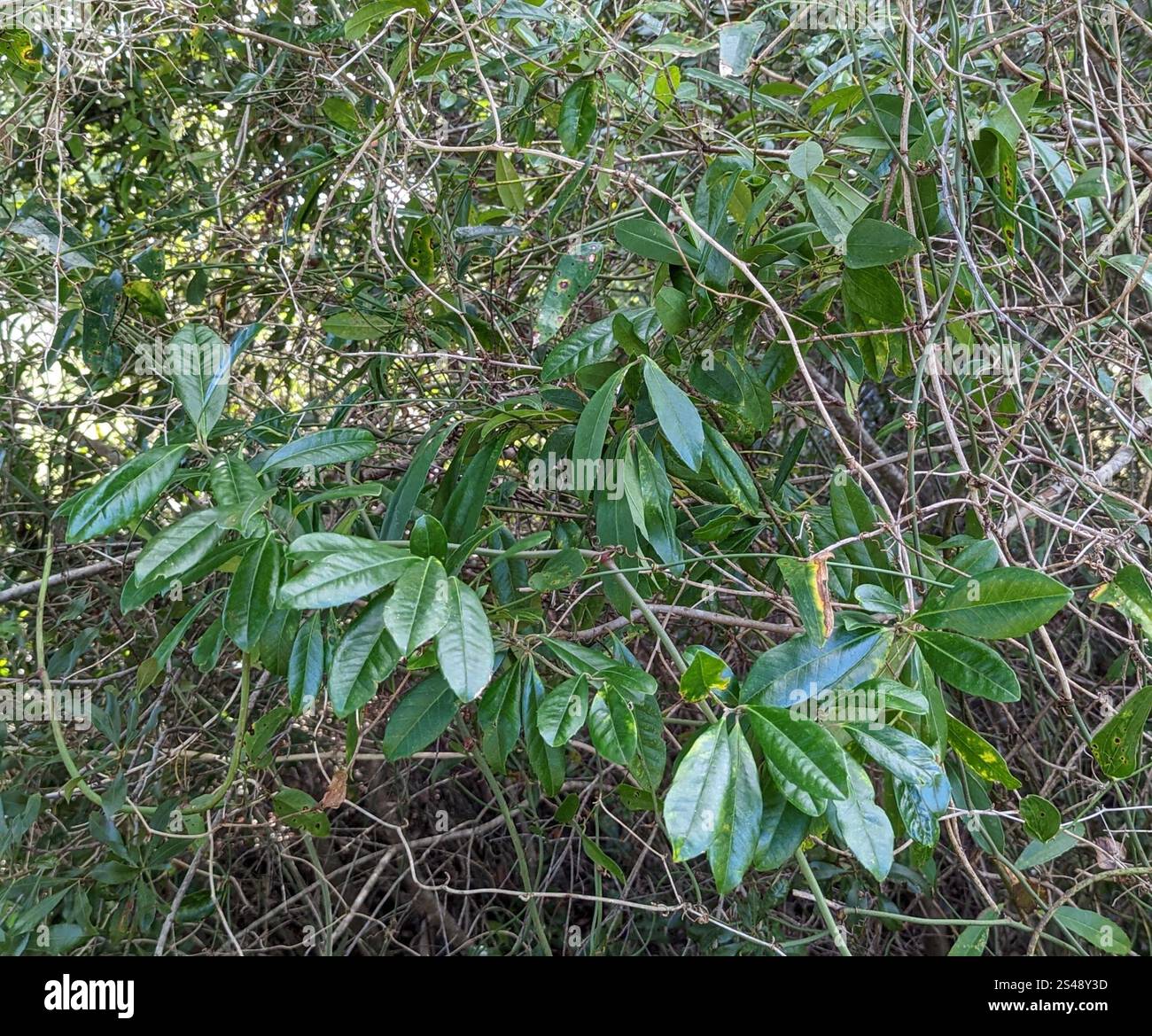 dahoon holly (Ilex cassine Stock Photo - Alamy