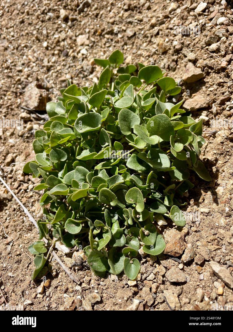 Wishbone Bush (Mirabilis laevis Stock Photo - Alamy