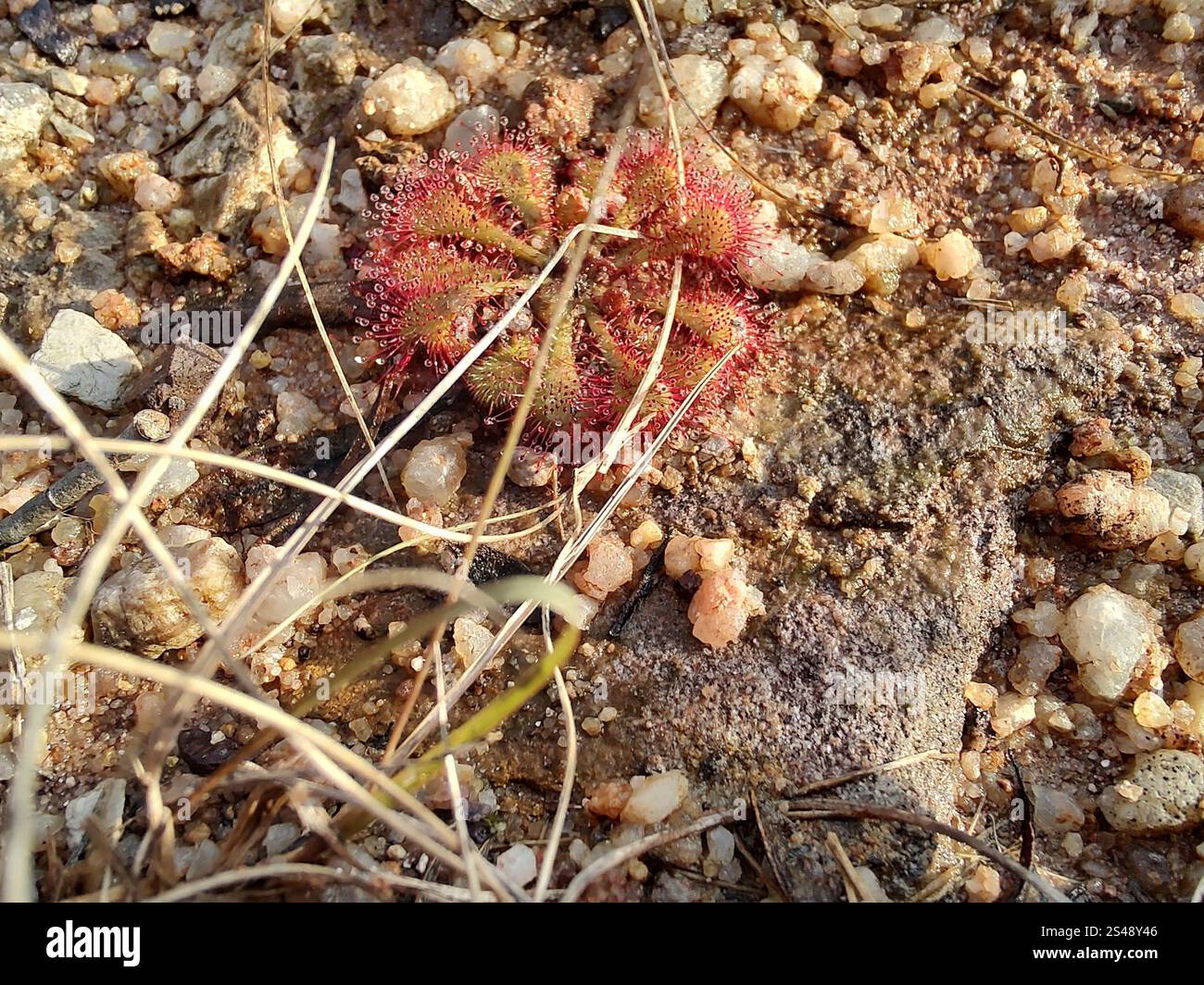 dwarf sundew (Drosera brevifolia Stock Photo - Alamy