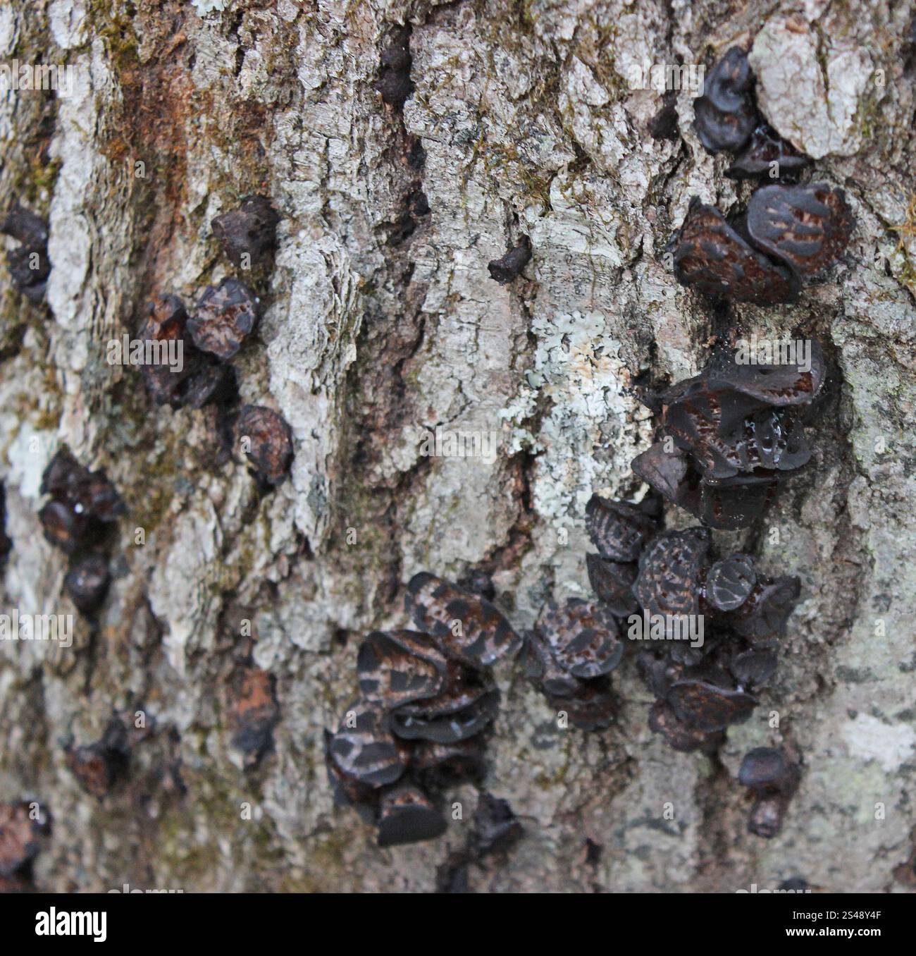 American Amber Jelly Fungus (Exidia crenata Stock Photo - Alamy