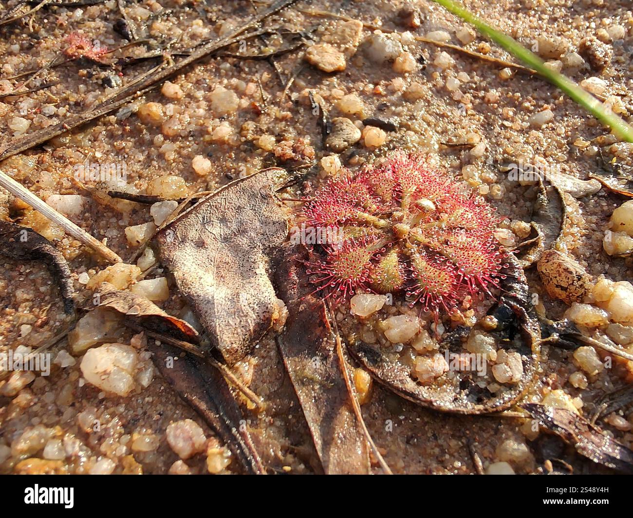 dwarf sundew (Drosera brevifolia Stock Photo - Alamy