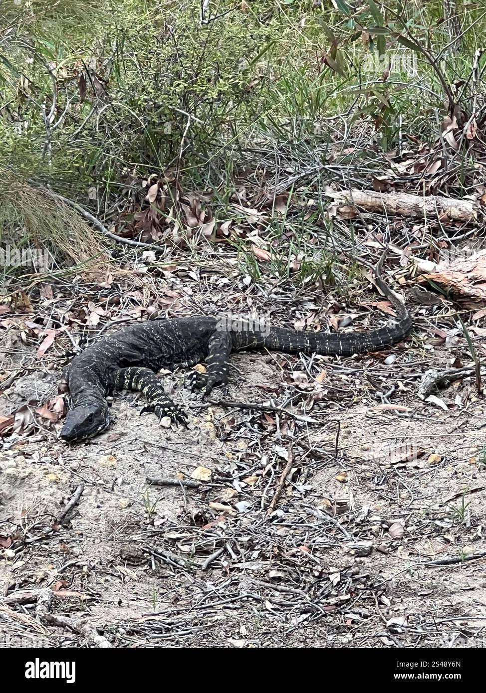 Lace Monitor (Varanus varius Stock Photo - Alamy