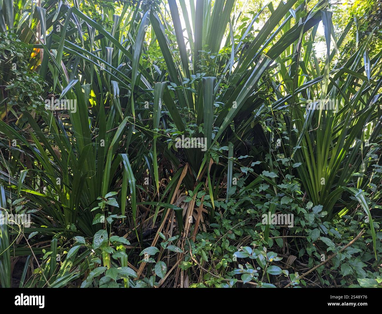 thatch screwpine (Pandanus tectorius Stock Photo - Alamy