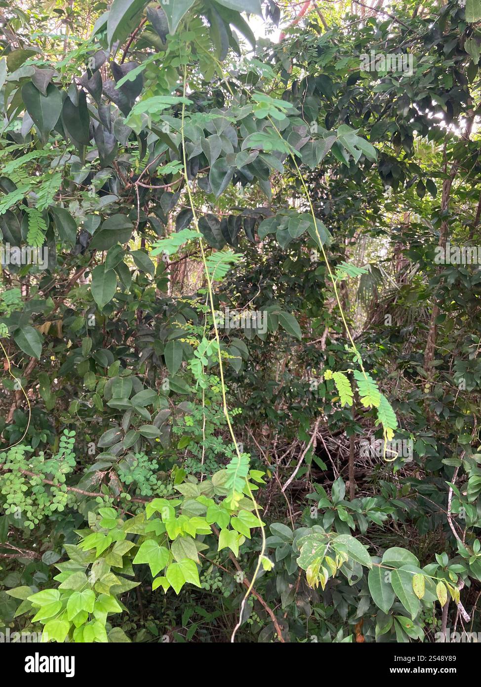 rosary pea (Abrus precatorius Stock Photo - Alamy