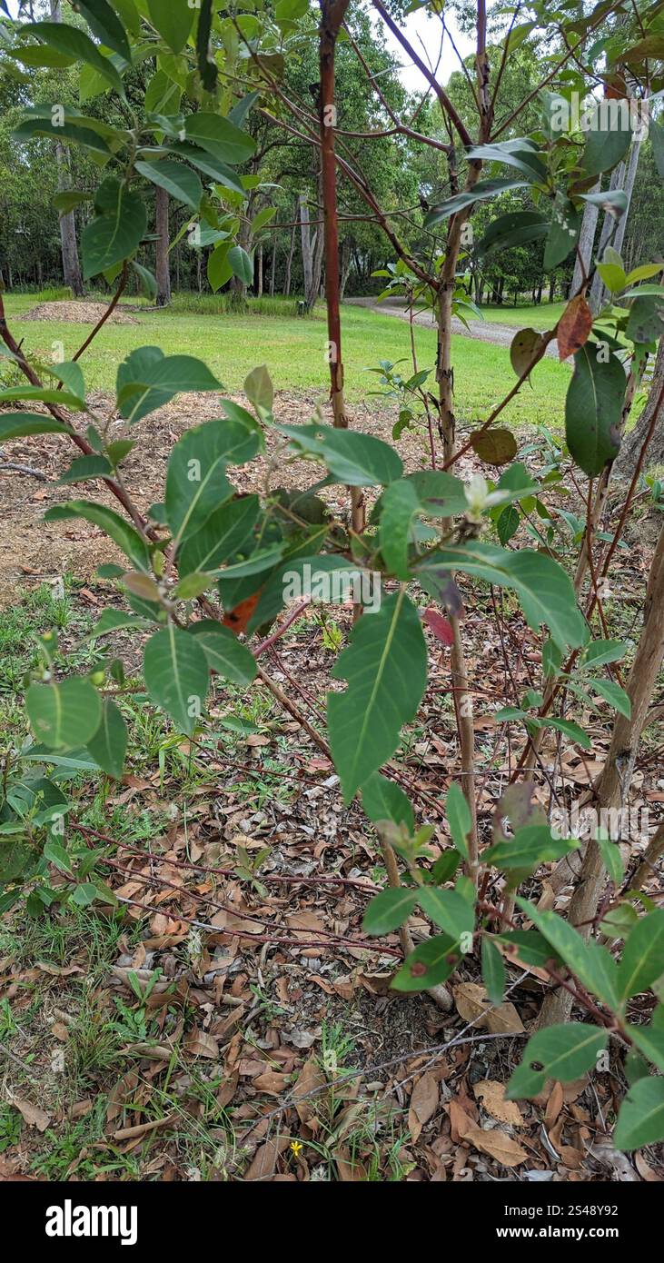 Brush Box (Lophostemon confertus Stock Photo - Alamy