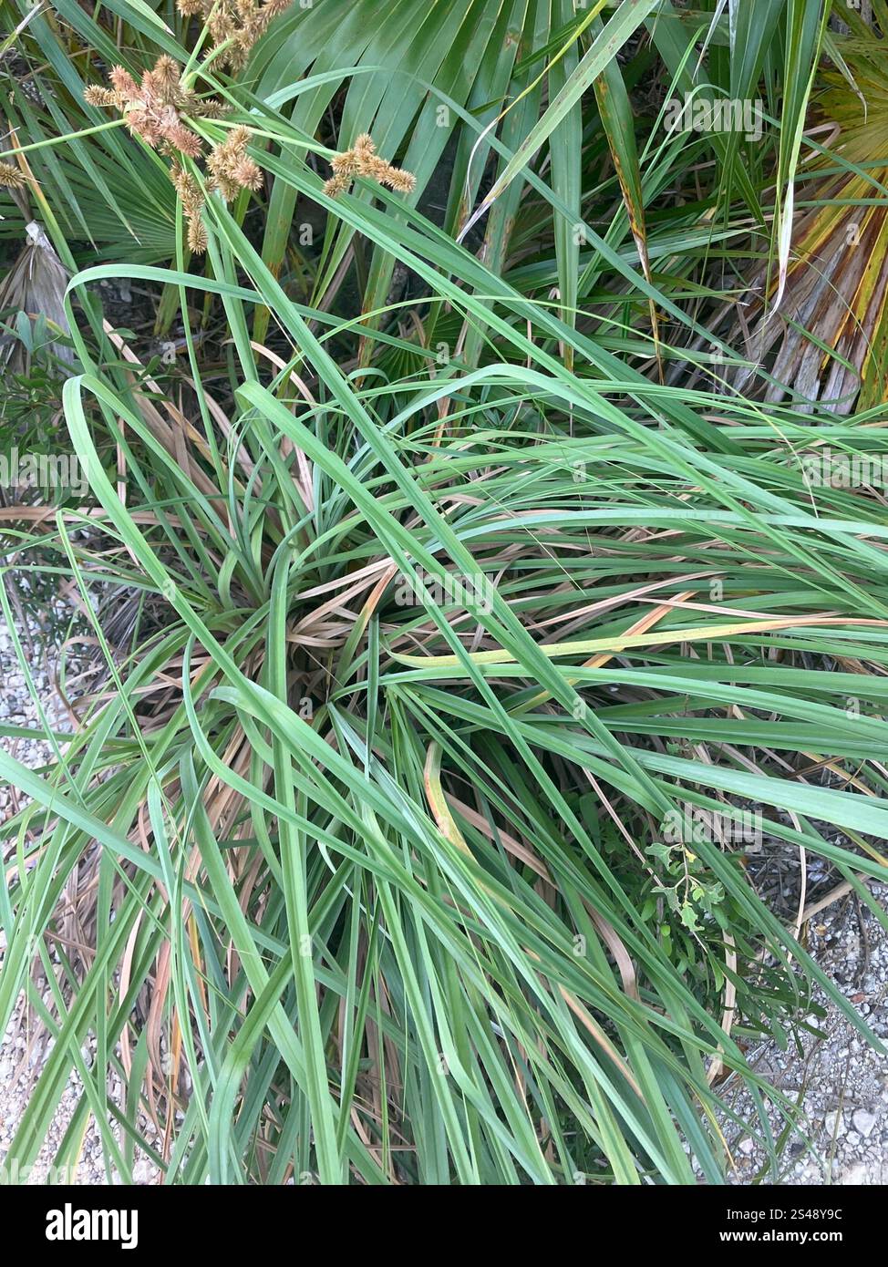Swamp Flatsedge (Cyperus ligularis Stock Photo - Alamy